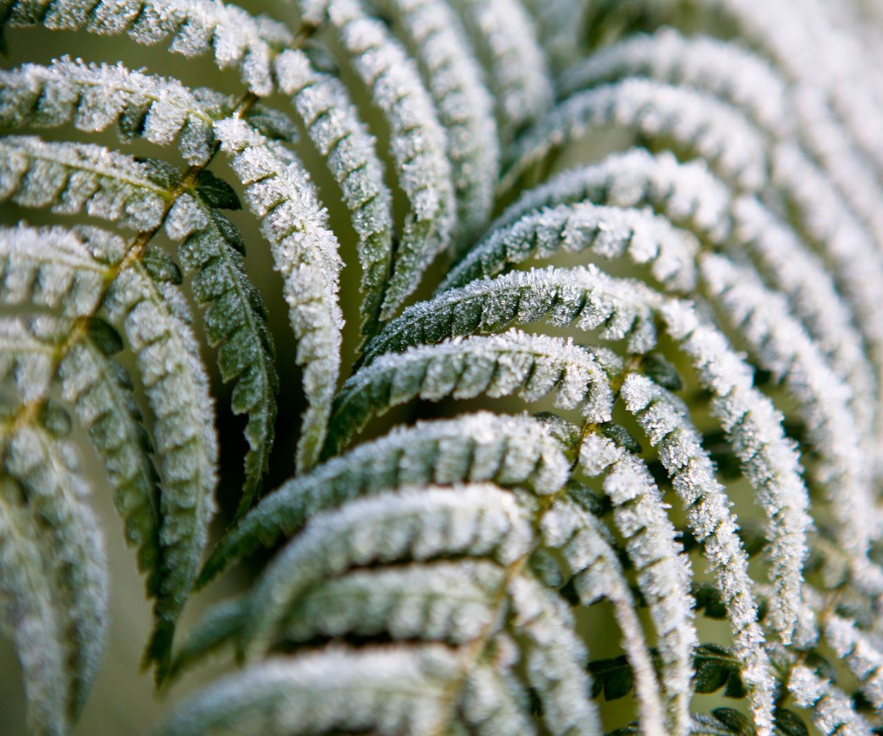 Should I water my plants before a frost? Experts advise | Homes and Gardens