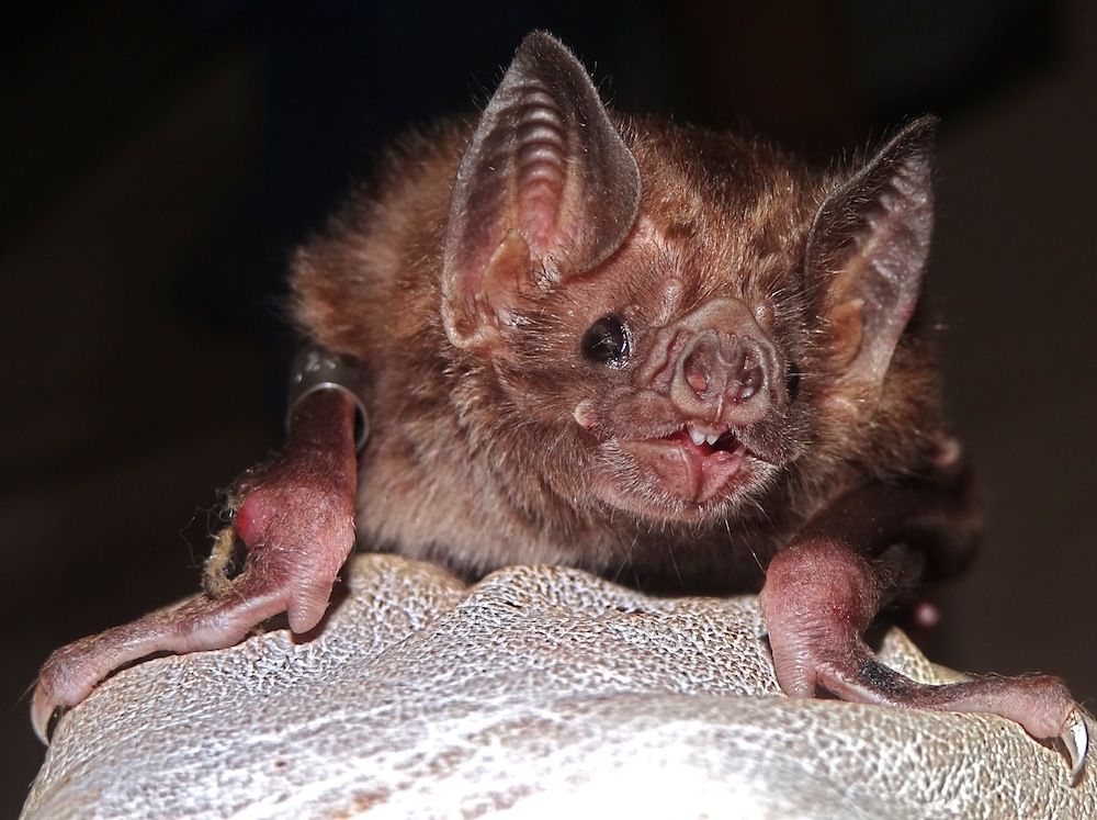Bats: Fuzzy Flying Mammals | Live Science