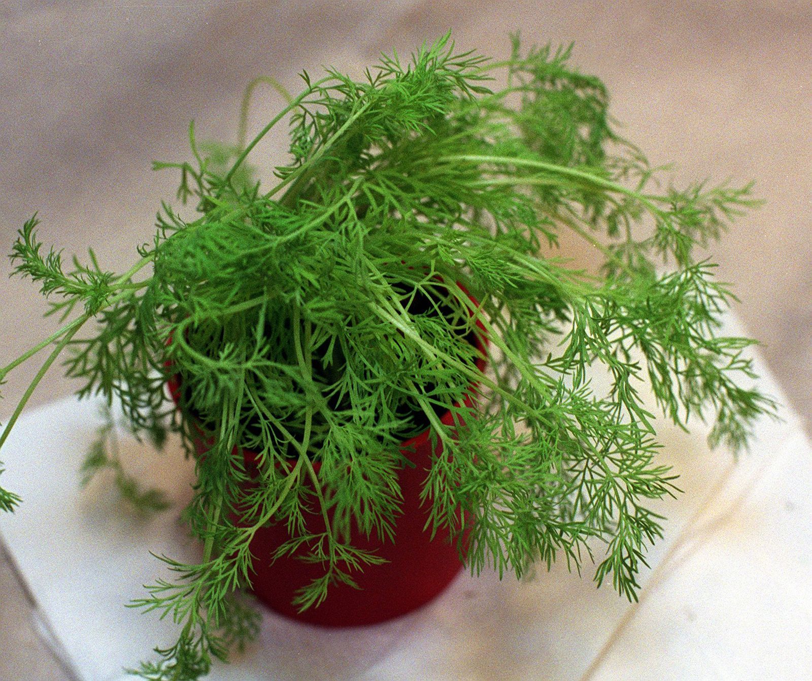 How to prune dill | Homes and Gardens