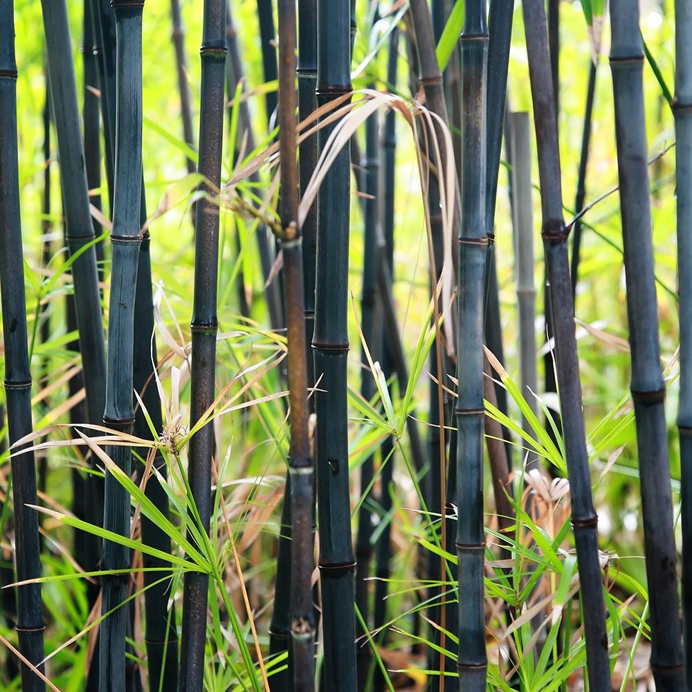 How to grow bamboo: expert tips on adding natural screening to your ...
