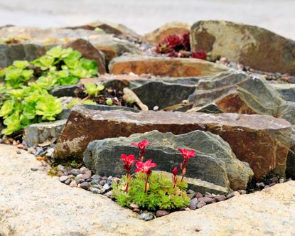10 tricks for landscaping with boulders | Gardeningetc