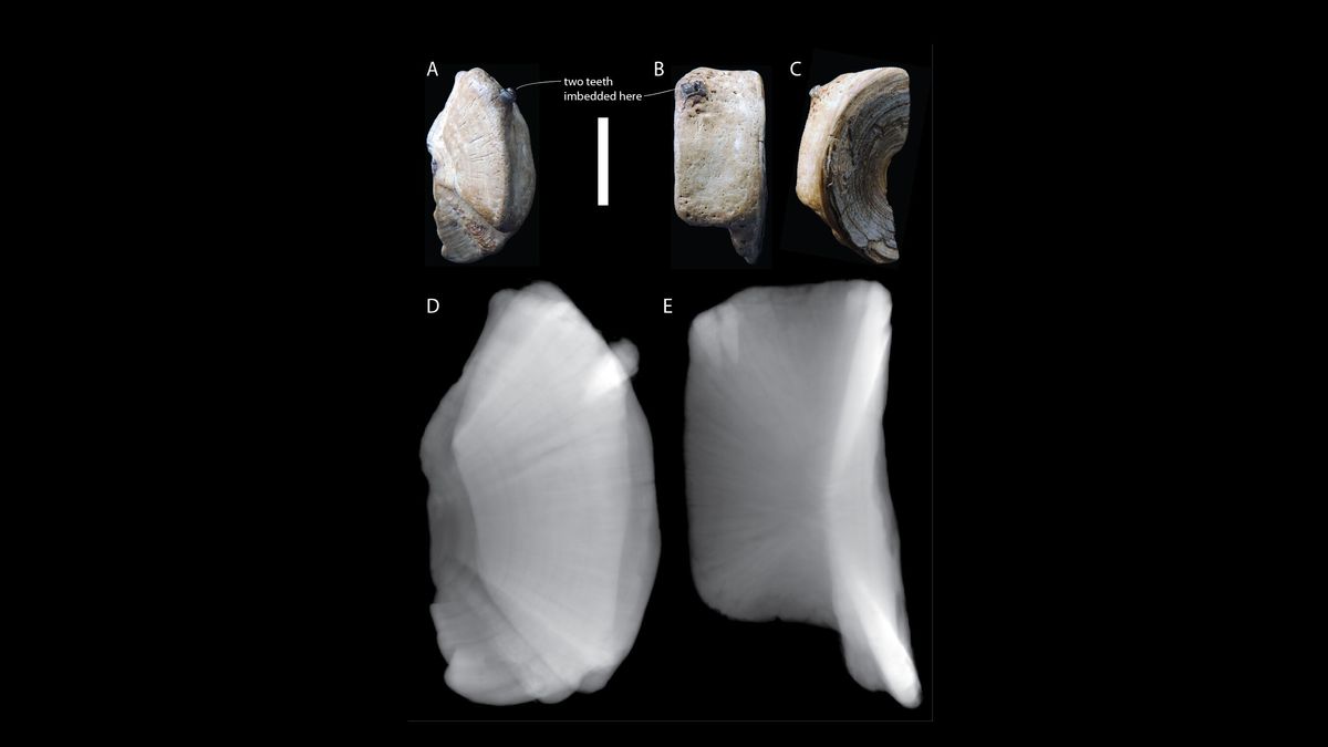 'Truly remarkable' fossil is rare evidence of ancient shark-on-shark ...