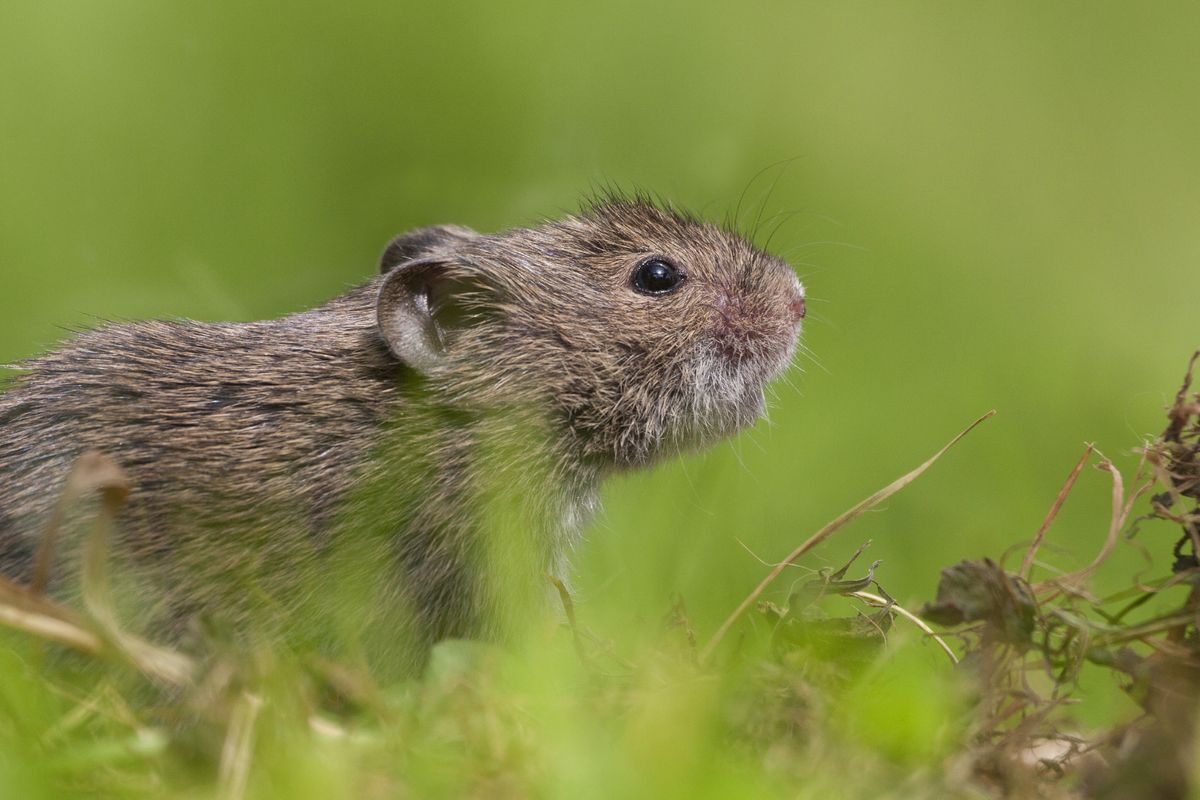 In Photos: Adorable Voles | Cute Animals | Live Science
