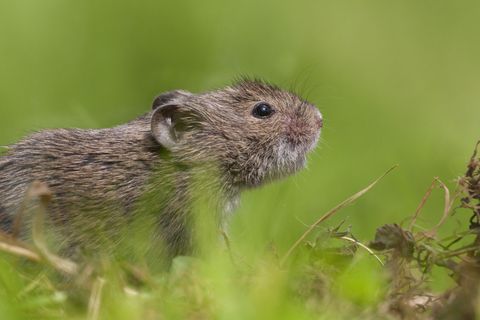 In Photos: Adorable Voles | Cute Animals | Live Science