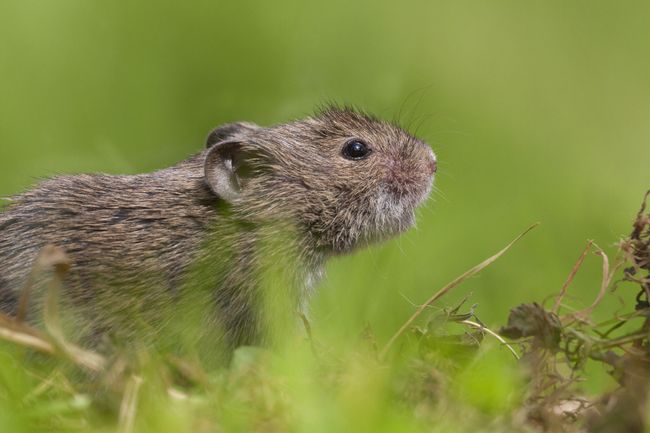 In Photos: Adorable Voles | Cute Animals | Live Science