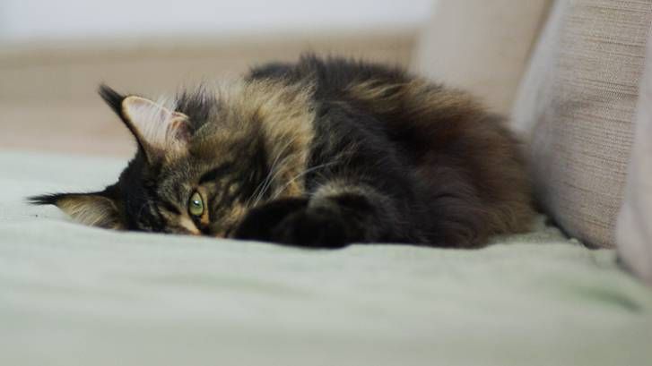 Food aggression in cats: A vet's guide to signs and treatment | PetsRadar