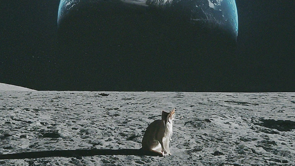 Google's new ImageFX AI image creator lets you make pictures from text ...