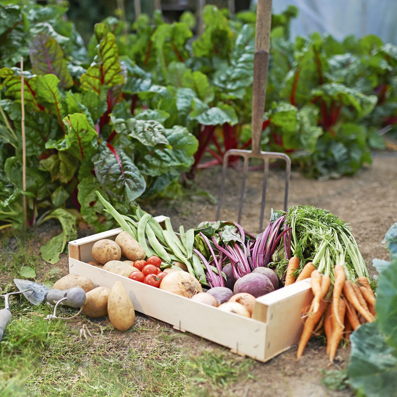 Tips & Information about Vegetables | Gardening Know How