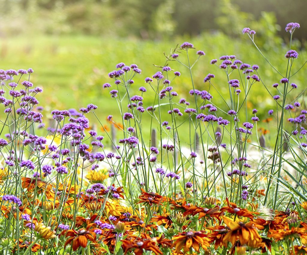 growing verbena from seed: and expert advice on how to sow | Homes and ...