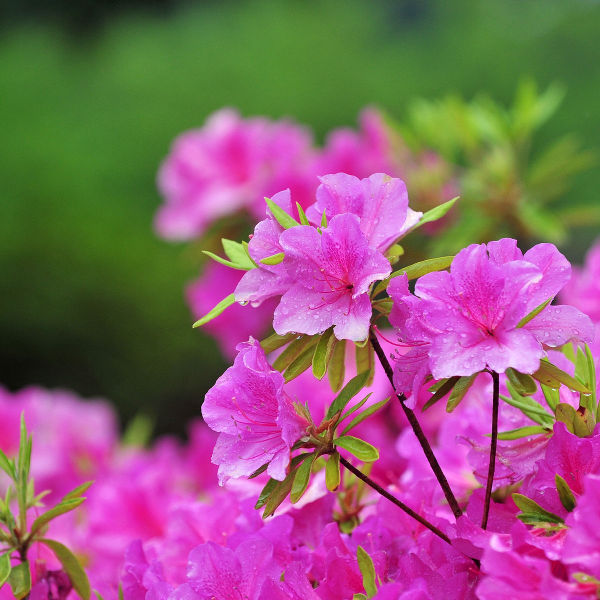 Ideal Azalea Water Requirements For Lush, Healthy Shrubs - Improve My ...