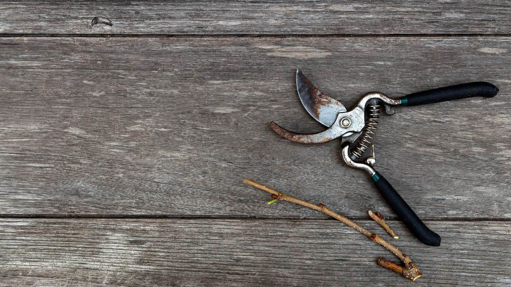 7 Pruning mistakes you never knew you were making | Tom's Guide