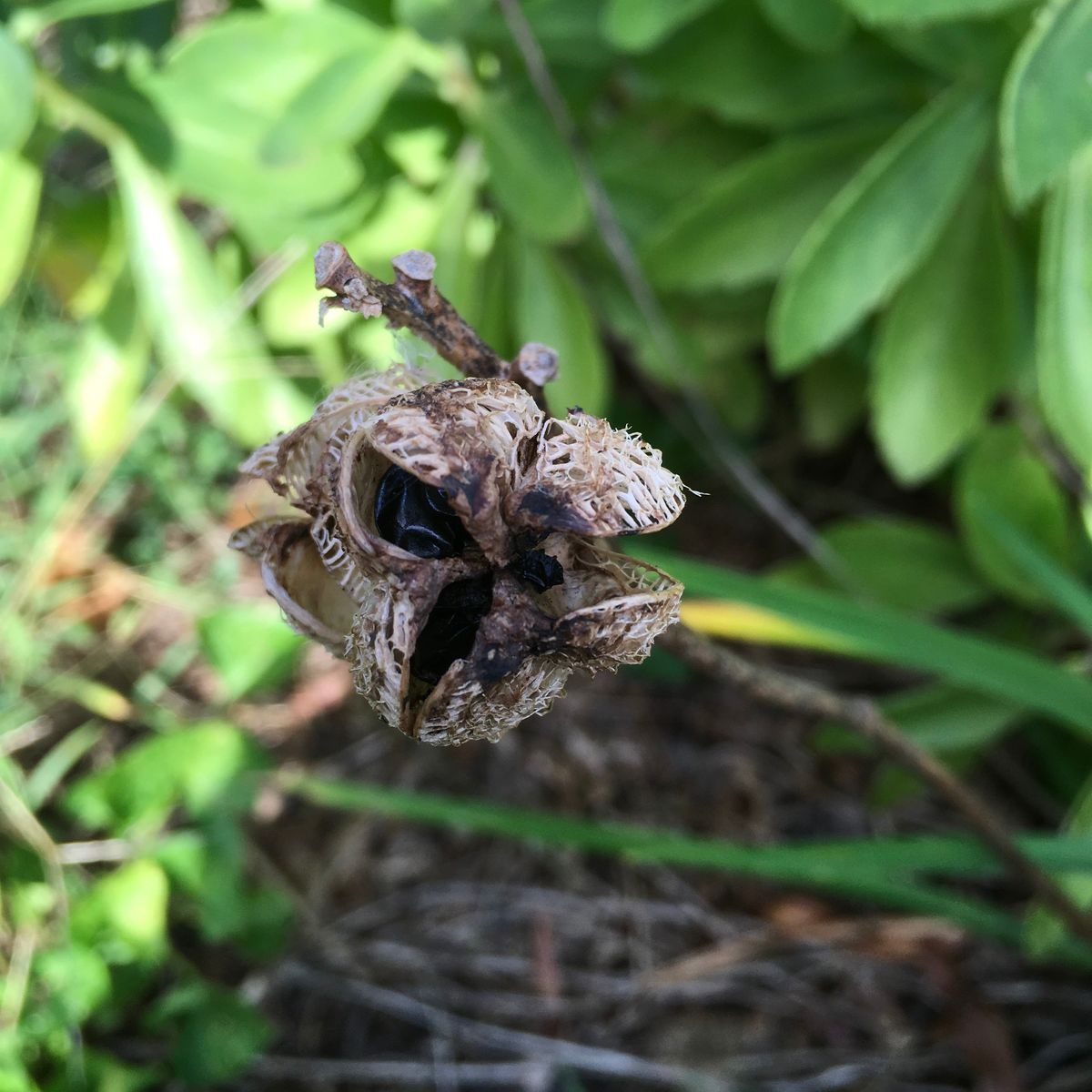 Propagating Daylilies From Seed - Learn How To Plant Daylily Seeds ...