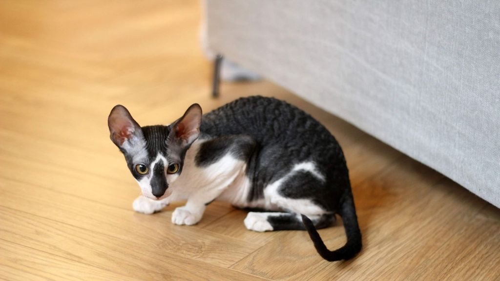 32 interesting facts about Cornish Rex cats | PetsRadar