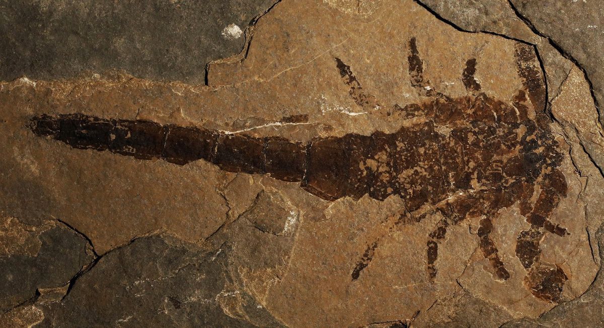 Ancient Scorpion Had Feet, May Have Walked Out of Ocean | Live Science
