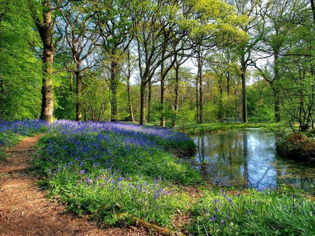 How to enjoy bluebells from home — and how to plant them to enjoy your ...