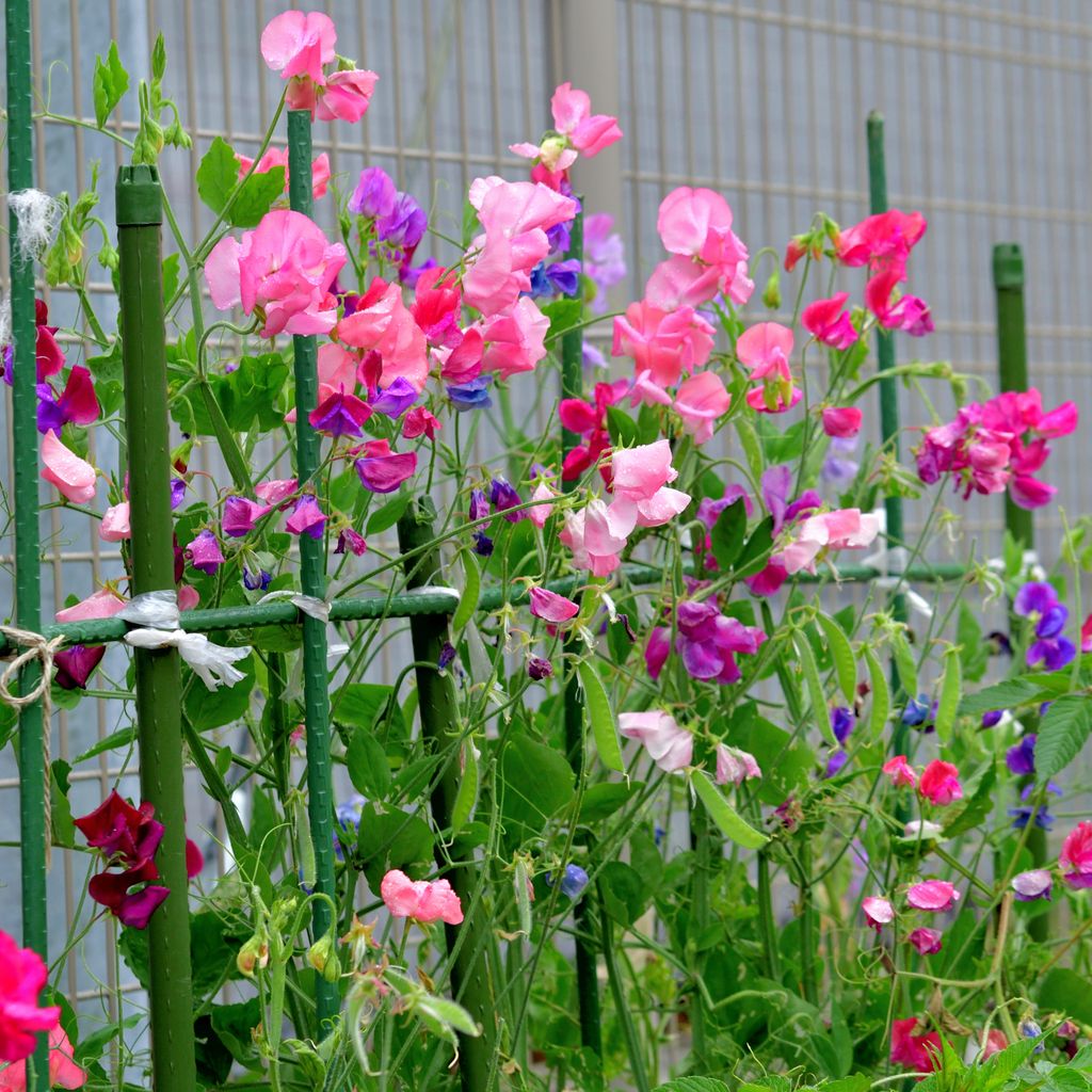 How to pinch sweet peas for bigger blooms | Ideal Home