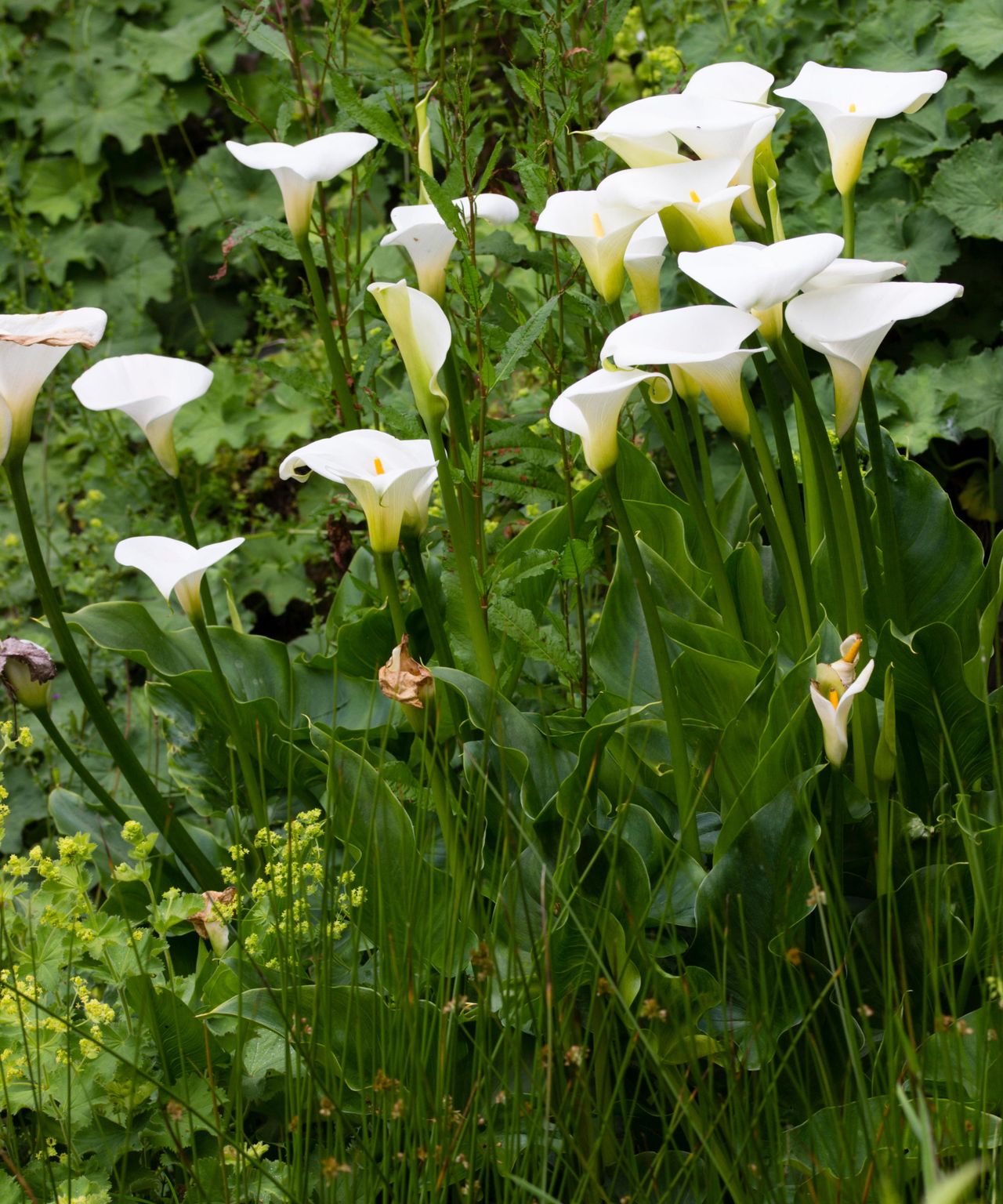 How to winterize calla lilies outdoors or indoors | Homes and Gardens