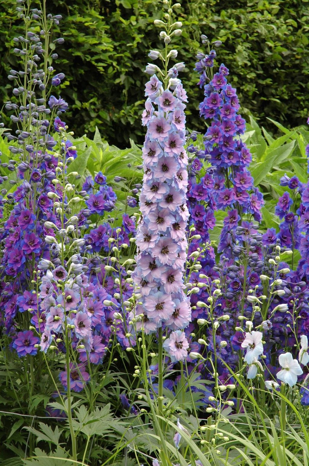 Delphinium Planting - How To Grow Delphinium Flowers | Gardening Know How