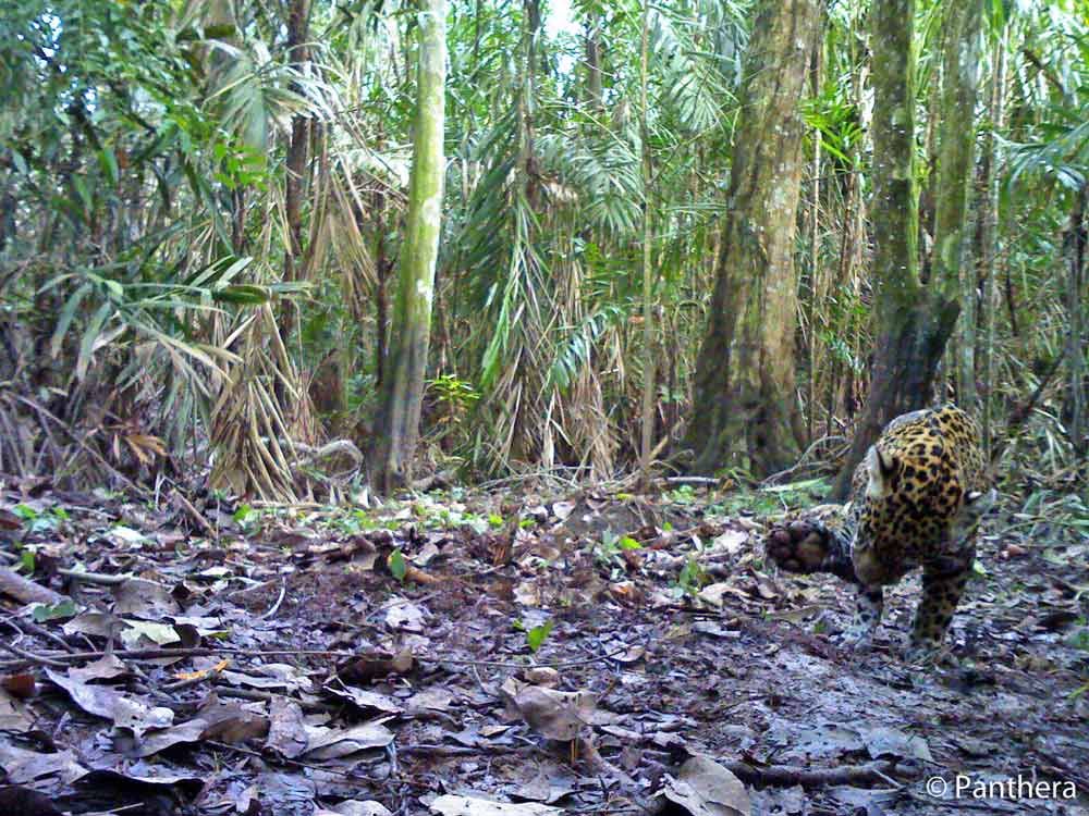 Big Cats: Photos Reveal Elusive Jaguars | Live Science