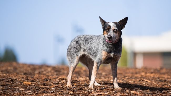 32 of the best outdoor dogs | PetsRadar