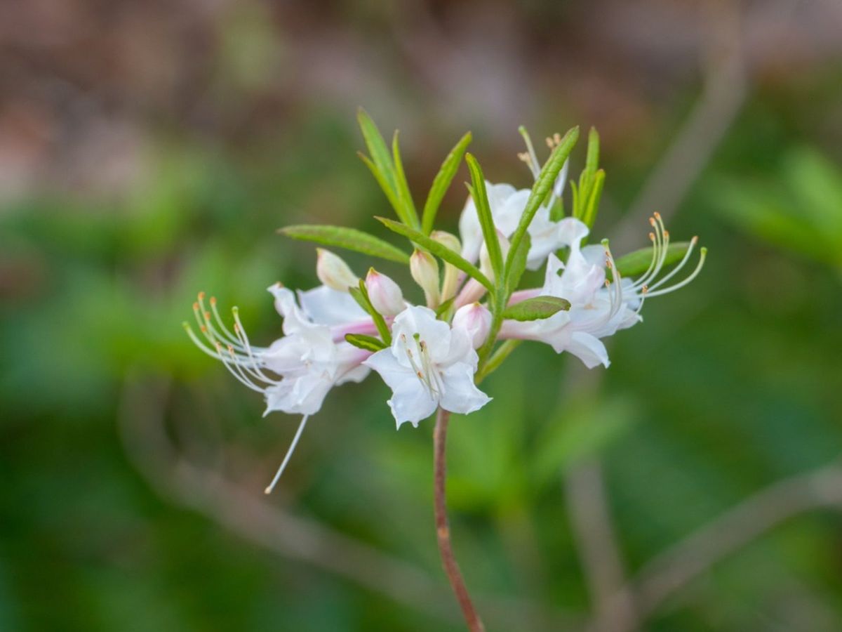 Mountain Azalea Info: Tips For Growing Wild Azaleas In Gardens ...