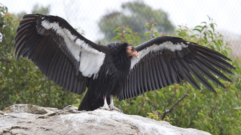 Critically endangered condor chicks are species' 1st known 'virgin ...