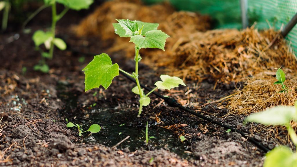 How to grow papyrus - a historic moisture-loving plant | Homes and Gardens