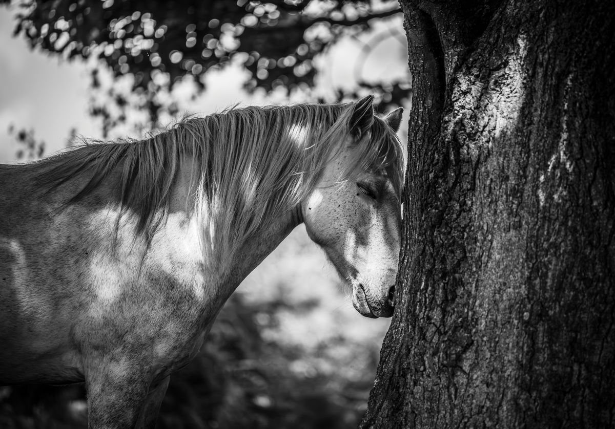 Equine photographer Alfie Bowen reflects on his early years with horses ...