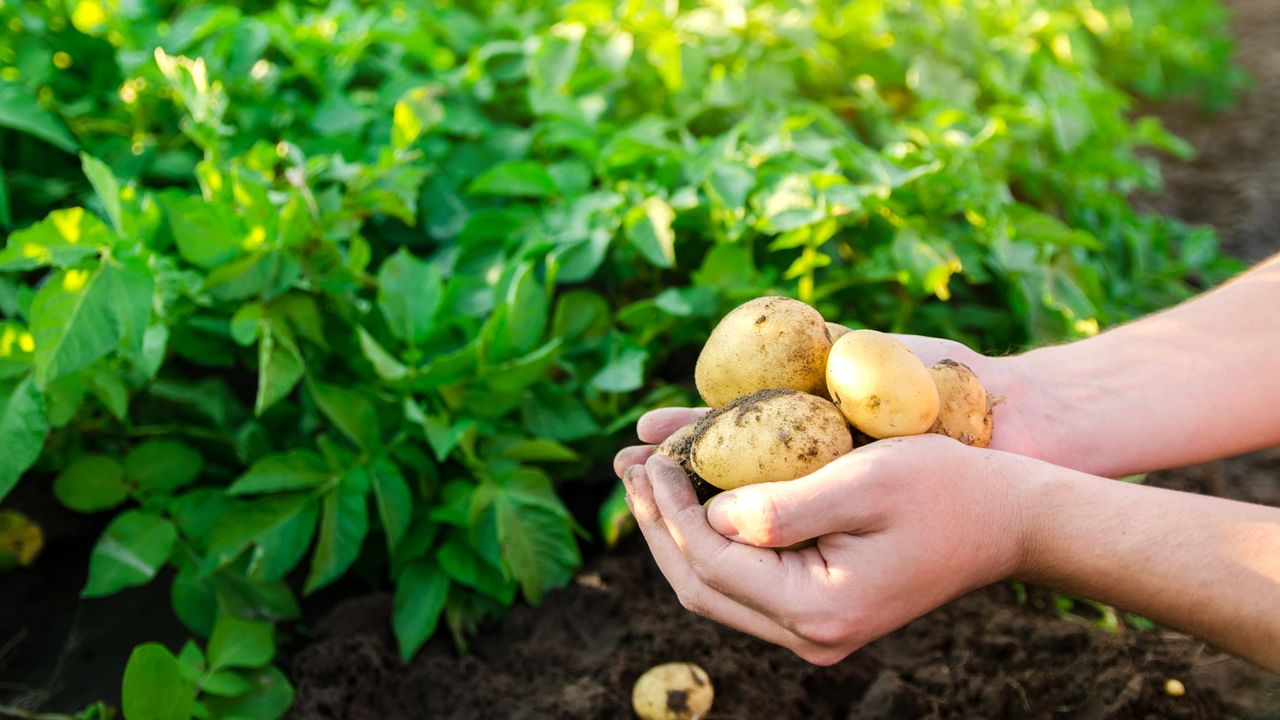The Simple Potato-Growing Trick to Start in June for a…
