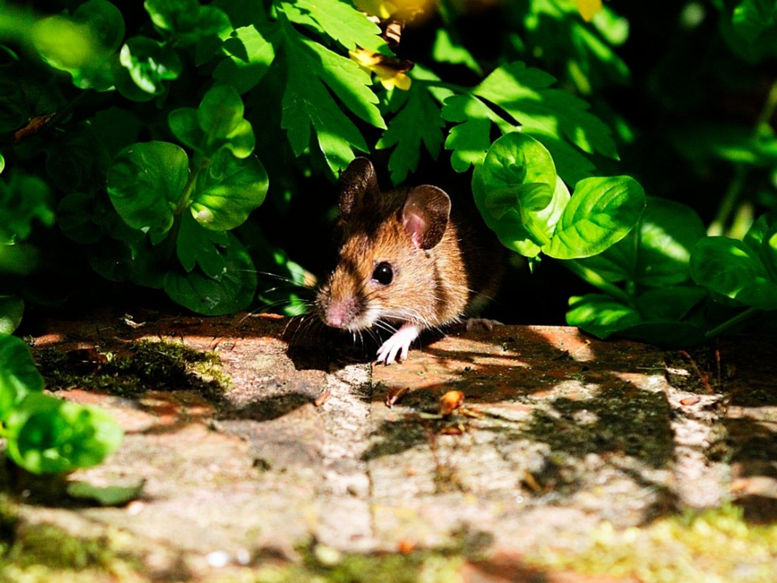Garden Mouse Control: How To Get Rid Of Mice In The Garden | Gardening ...