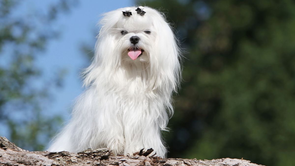 20 laziest dog breeds | PetsRadar