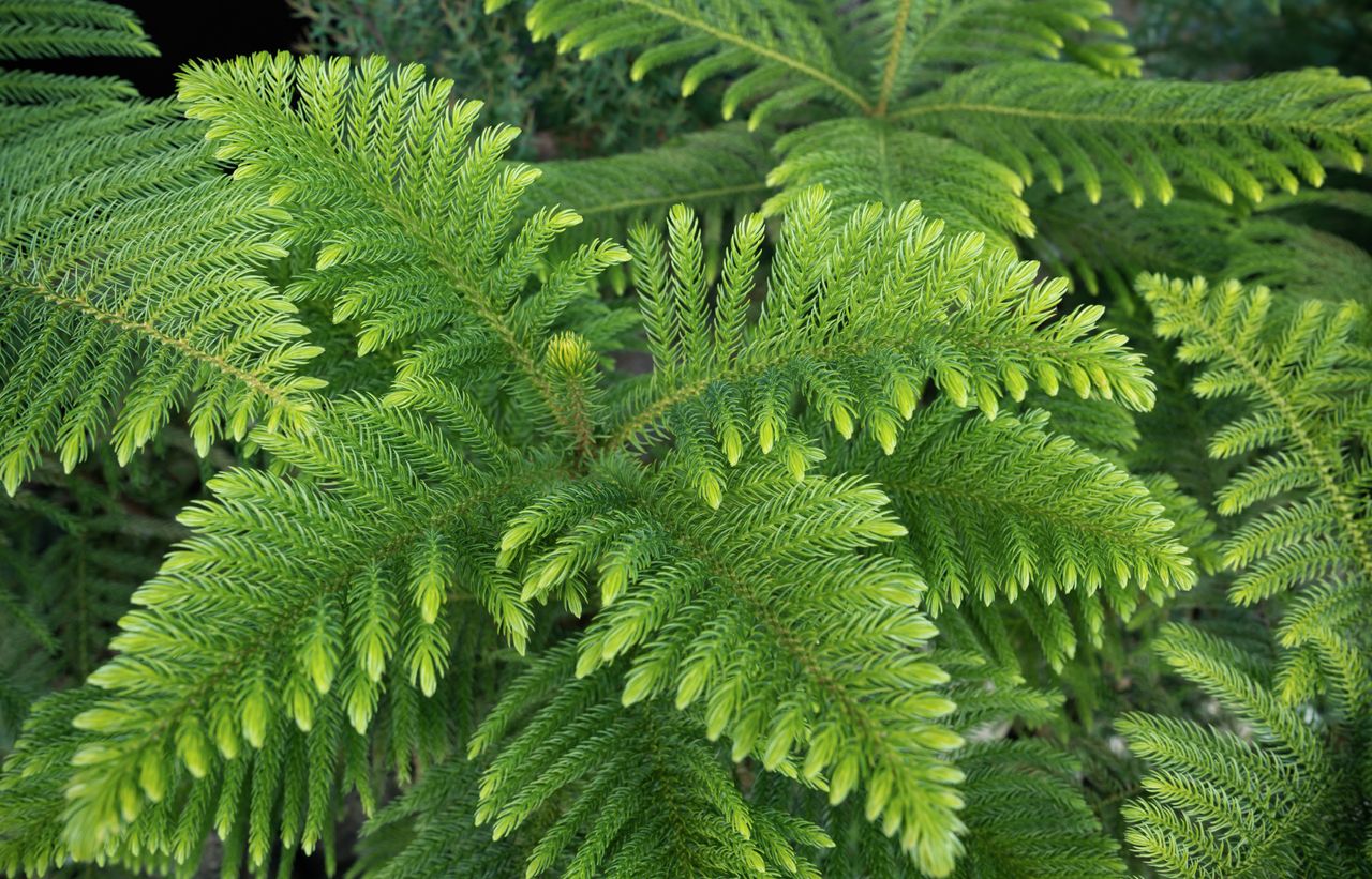 Christmas Fern Plant — How to Grow This Beauty In Your Garden | Livingetc