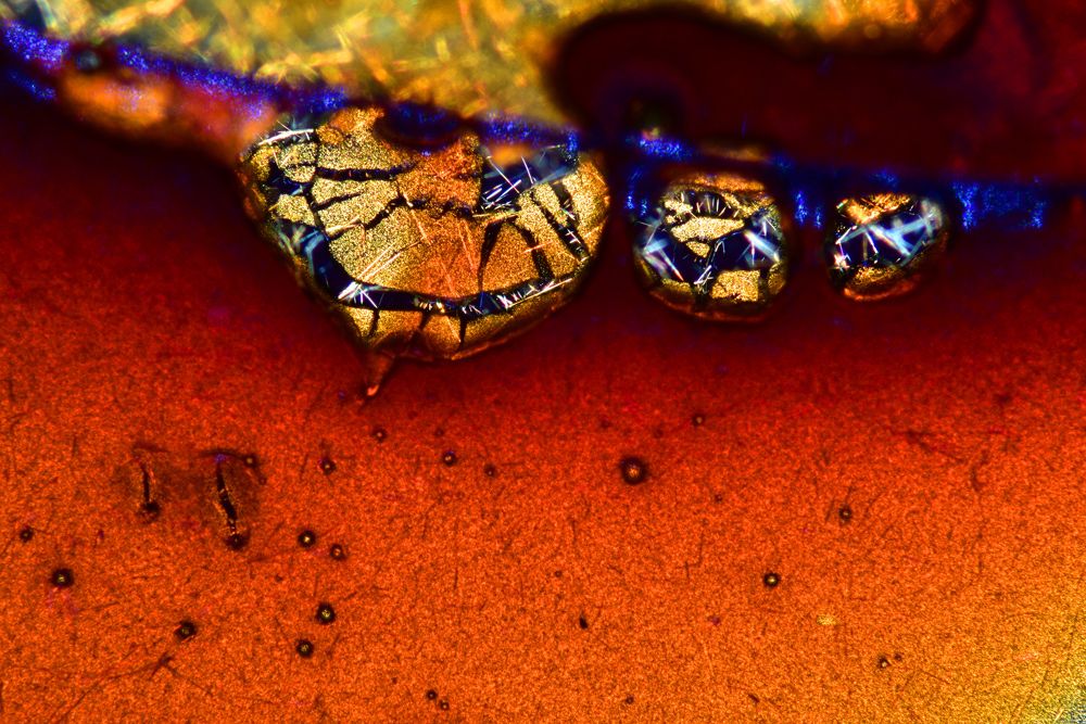 Wee Wonders: Top 20 Nikon Small World Contest Photos | Live Science