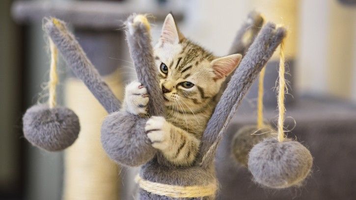 How to play with a cat the right way | PetsRadar