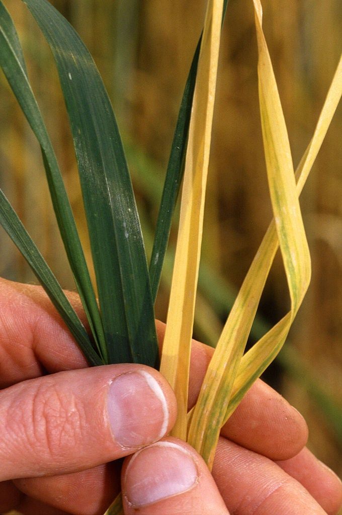 Barley Yellow Dwarf Control – How To Treat Barley With Yellow Dwarf ...
