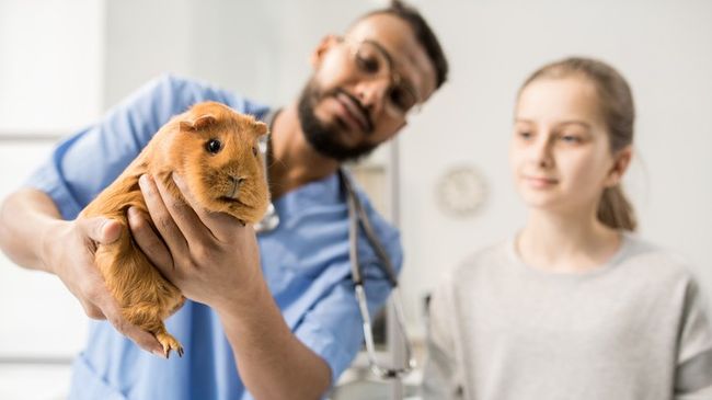 What to do when your guinea pig is sick: Five common illnesses ...