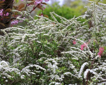 Spiraea growing guide: expert tips for success | Gardeningetc