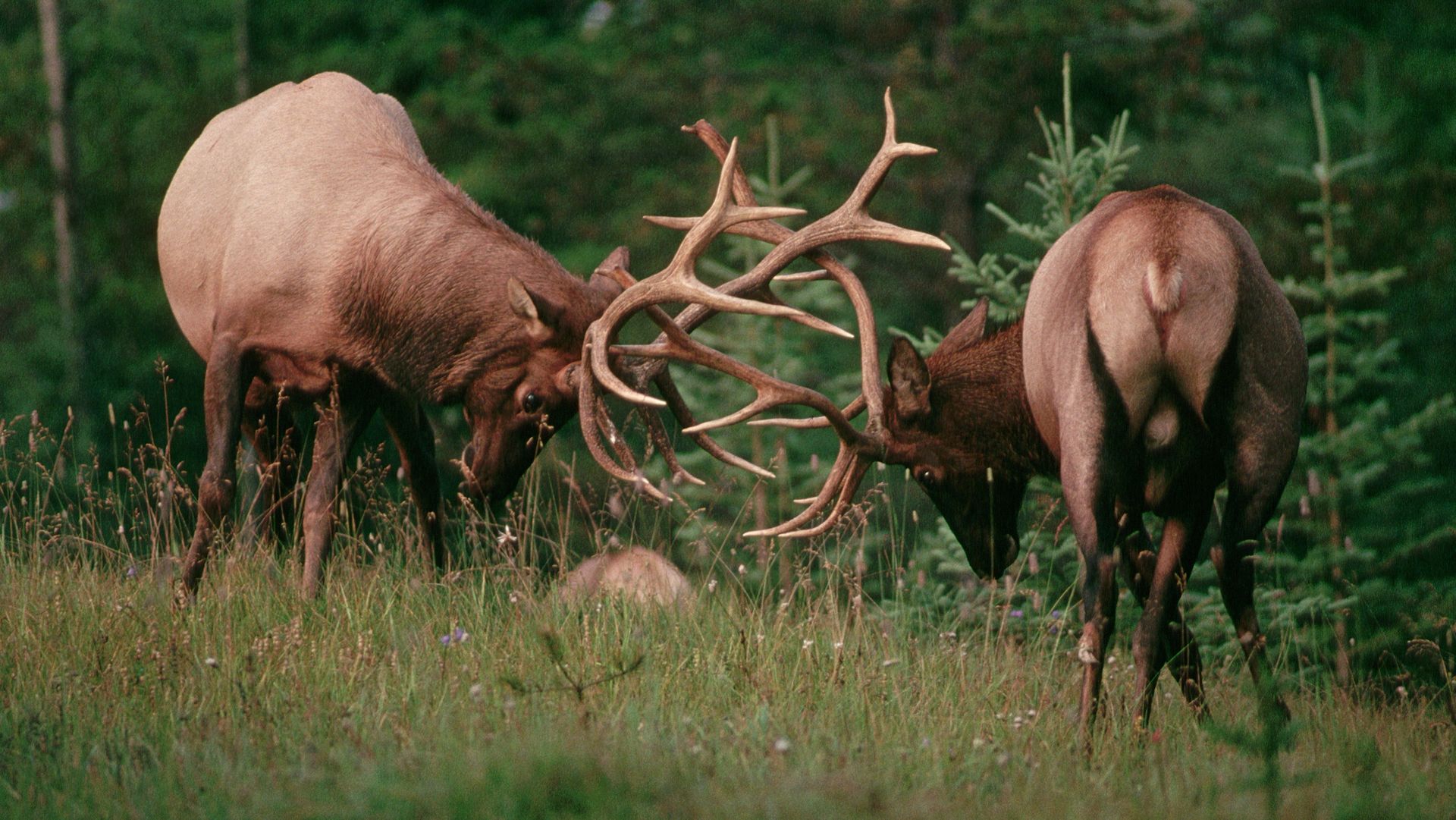 Ranger's video shows handsome elk sparring for dominance at Great Smoky ...