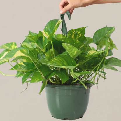 8 of the best tiny houseplants for small spaces and gift giving | Homes ...