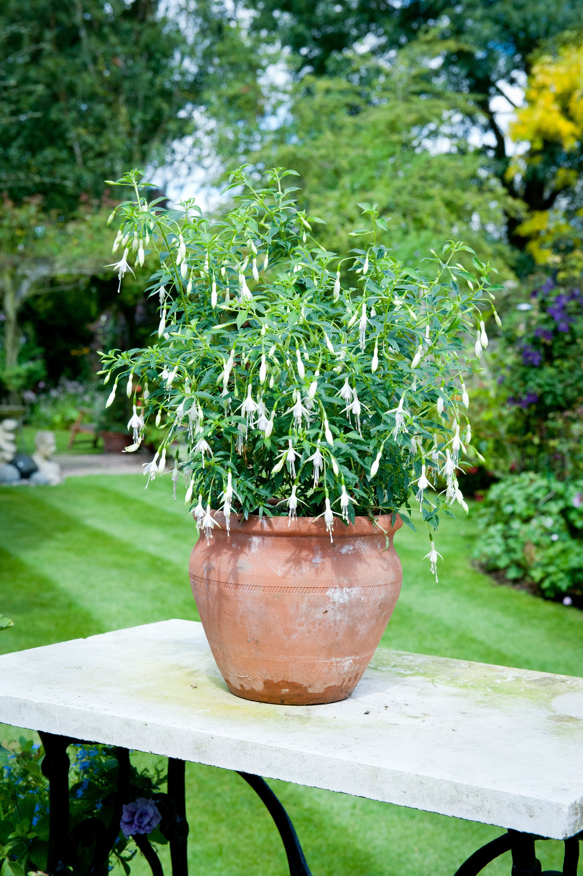 How to grow fuchsias: make them the centrepiece of your borders, pots ...