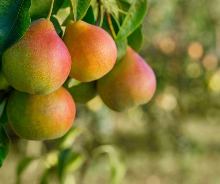 When to harvest pears: experts on spotting signs of readiness | Homes ...