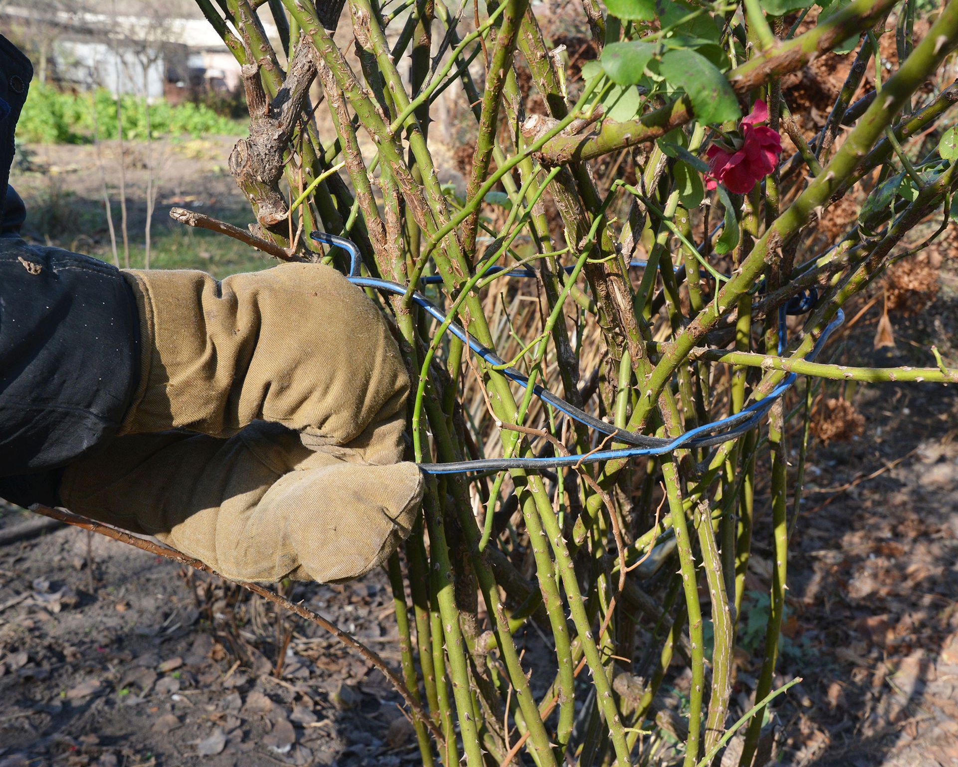 Winterizing roses: how to help your plants in cold weather | Gardeningetc
