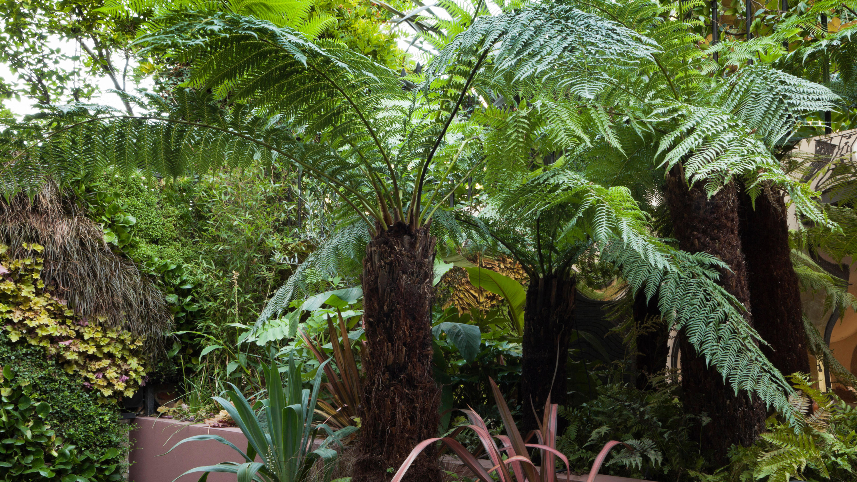 Creating A Fern Garden Fasci Garden Creating A Fern Garden Fasci Garden