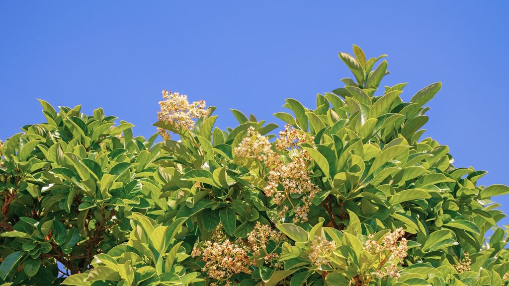 10 best wind-resistant shrubs for protection as well as color | Homes ...