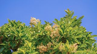 10 best wind-resistant shrubs for protection as well as color | Homes ...
