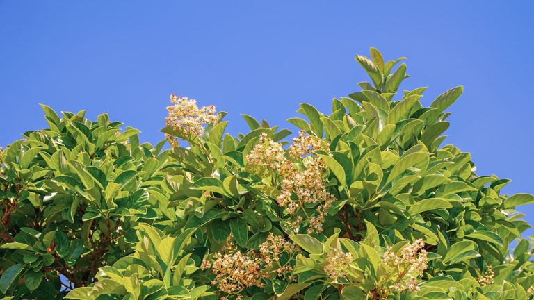 10 best wind-resistant shrubs for protection as well as color | Homes ...