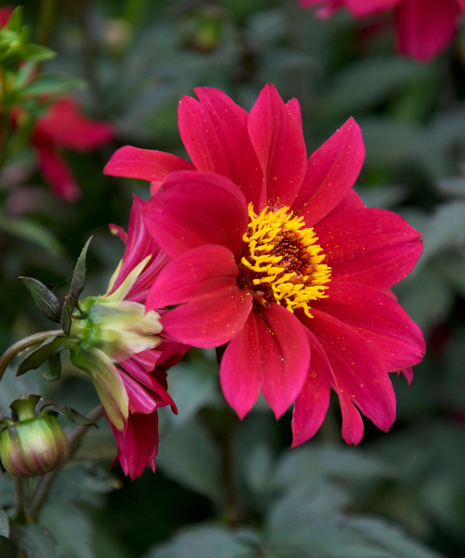 Types of dahlias: 23 beautiful varieties to grow | Gardeningetc