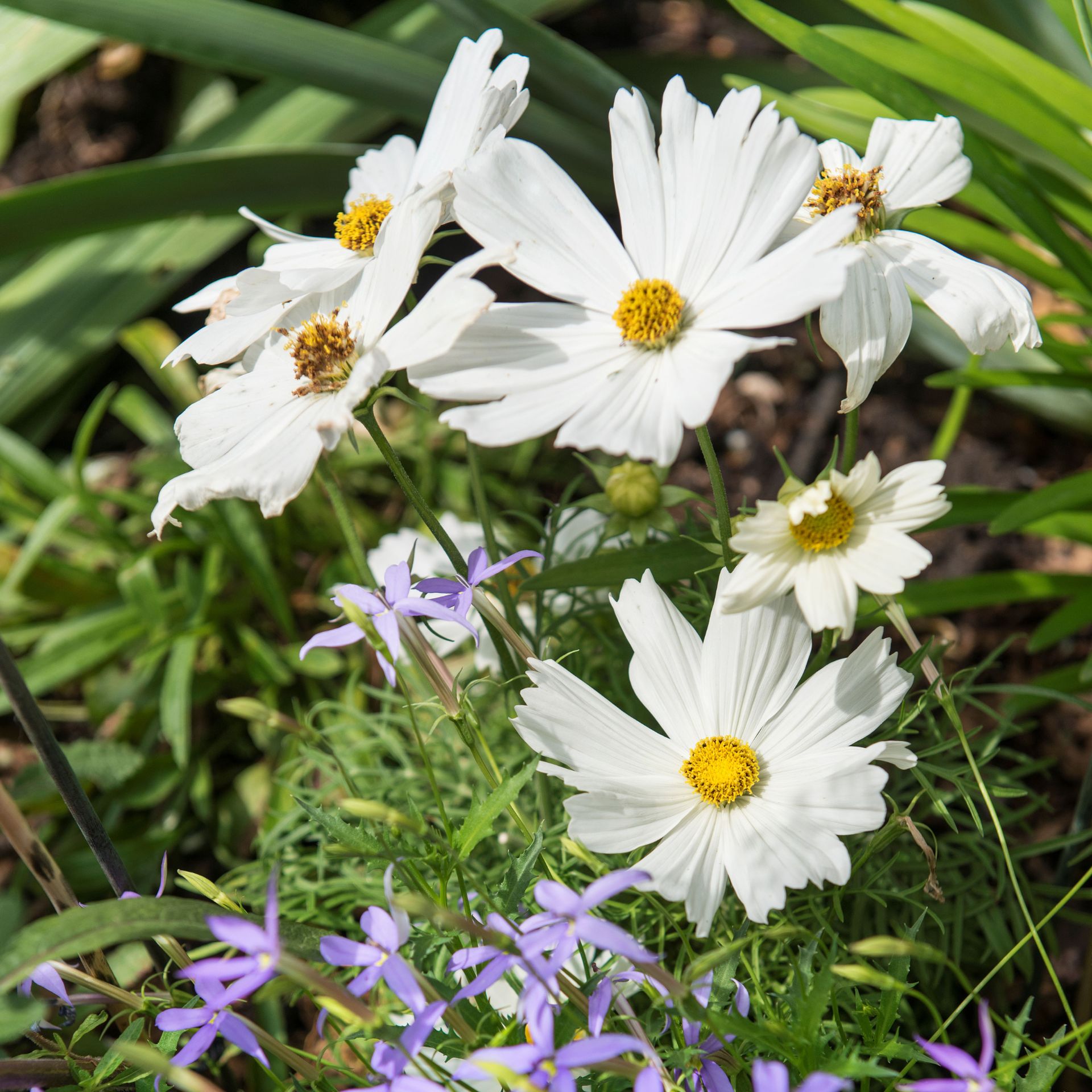 How to grow cosmos: a step-by-step guide | Ideal Home