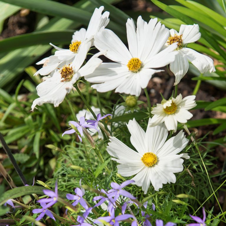 How to grow cosmos: a step-by-step guide | Ideal Home