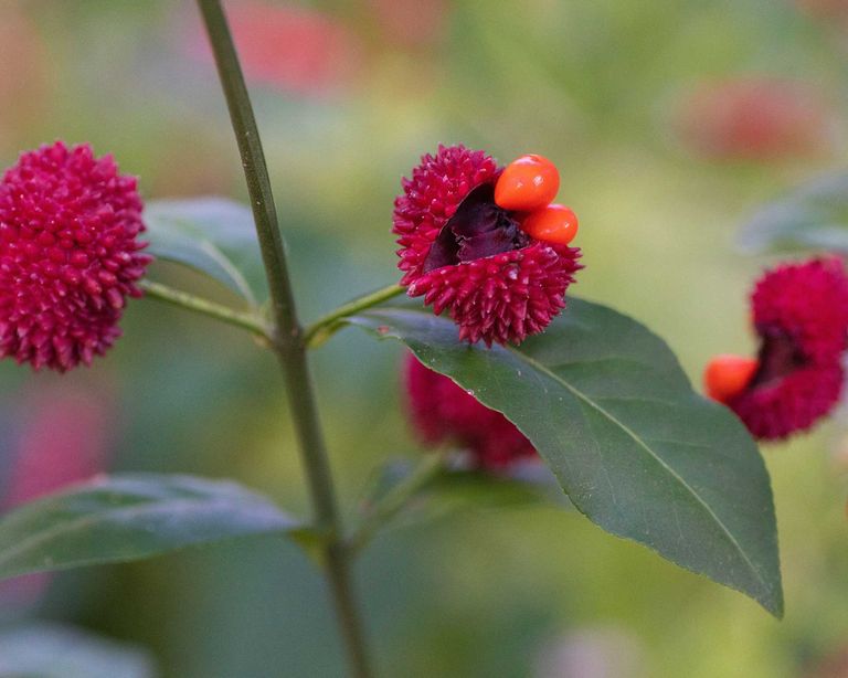 Euonymus care and growing guide: expert tips | Gardeningetc